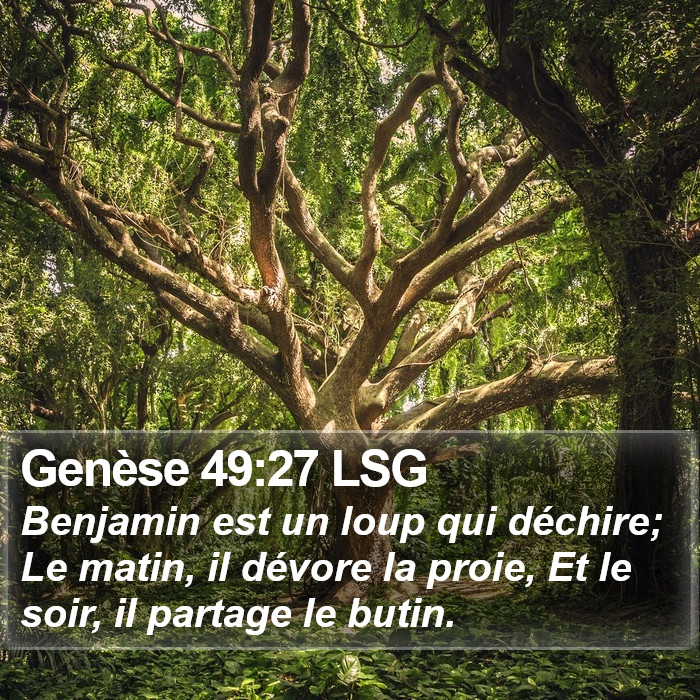 Genèse 49:27 LSG - Benjamin est un loup qui déchire; Le matin, il