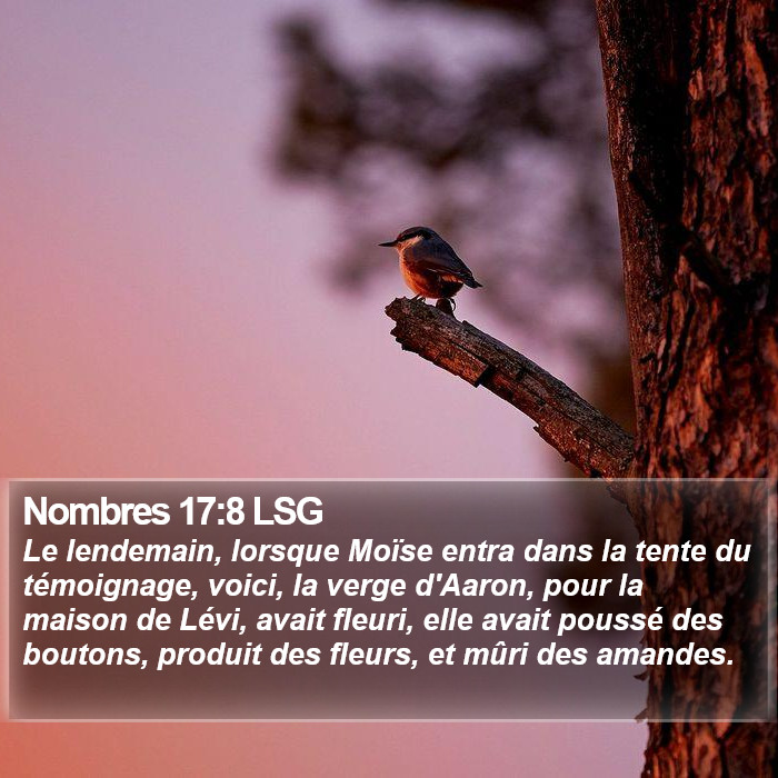 Nombres 17:8 LSG - Le lendemain, lorsque Moïse entra dans la tente